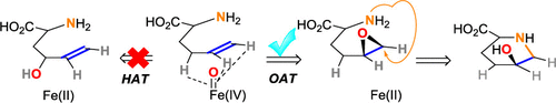 Alternative Reactivity of Leucine 5-Hydroxylase Using an Olefin-Containing Substrate to ...